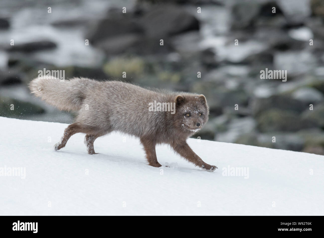 Arctic fox (Vulpes [Alopex] lagopus). Blue colour morph. Hornstrandir ...