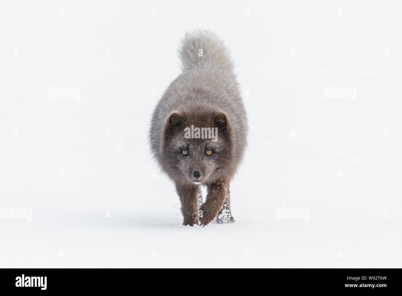 Arctic fox (Vulpes [Alopex] lagopus). Blue colour morph. Hornstrandir ...
