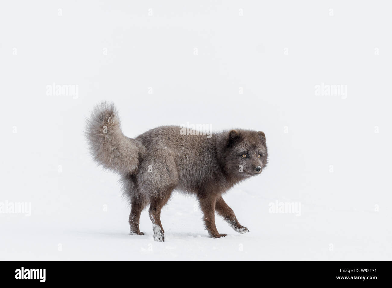 Arctic fox (Vulpes [Alopex] lagopus). Blue colour morph. Hornstrandir ...