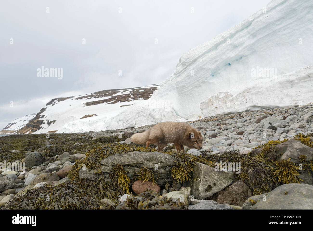 Arctic fox (Alopex lagopus). Hornstrandir, Iceland. Blue colour morph ...