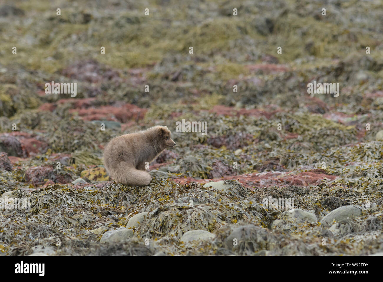 Arctic fox (Vulpes [Alopex] lagopus). Blue colour morph. Hornstrandir ...