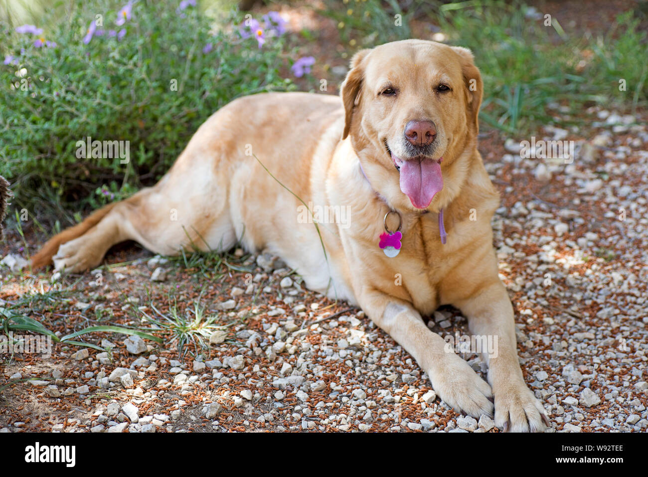 Labrador dog cute portrait Canon Eos 5DS 50,6 megapixels fine art in ...