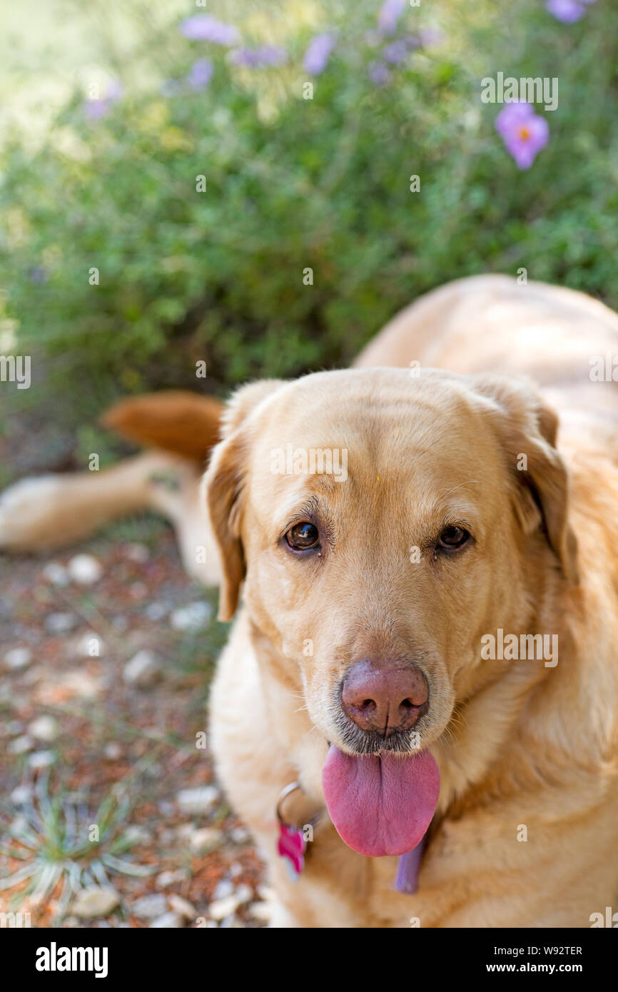 Labrador dog cute portrait Canon Eos 5DS 50,6 megapixels fine art in ...