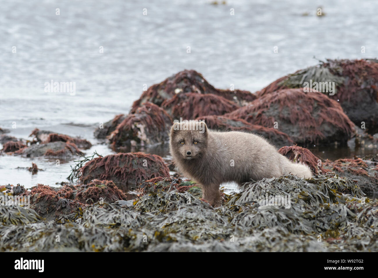 Arctic fox (Vulpes [Alopex] lagopus). Blue colour morph. Hornstrandir ...