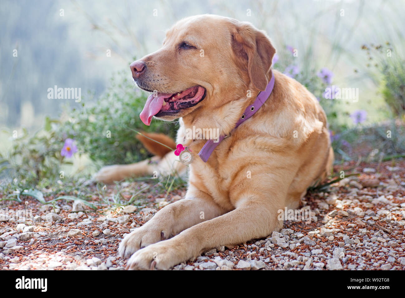 Labrador dog cute portrait Canon Eos 5DS 50,6 megapixels fine art in ...