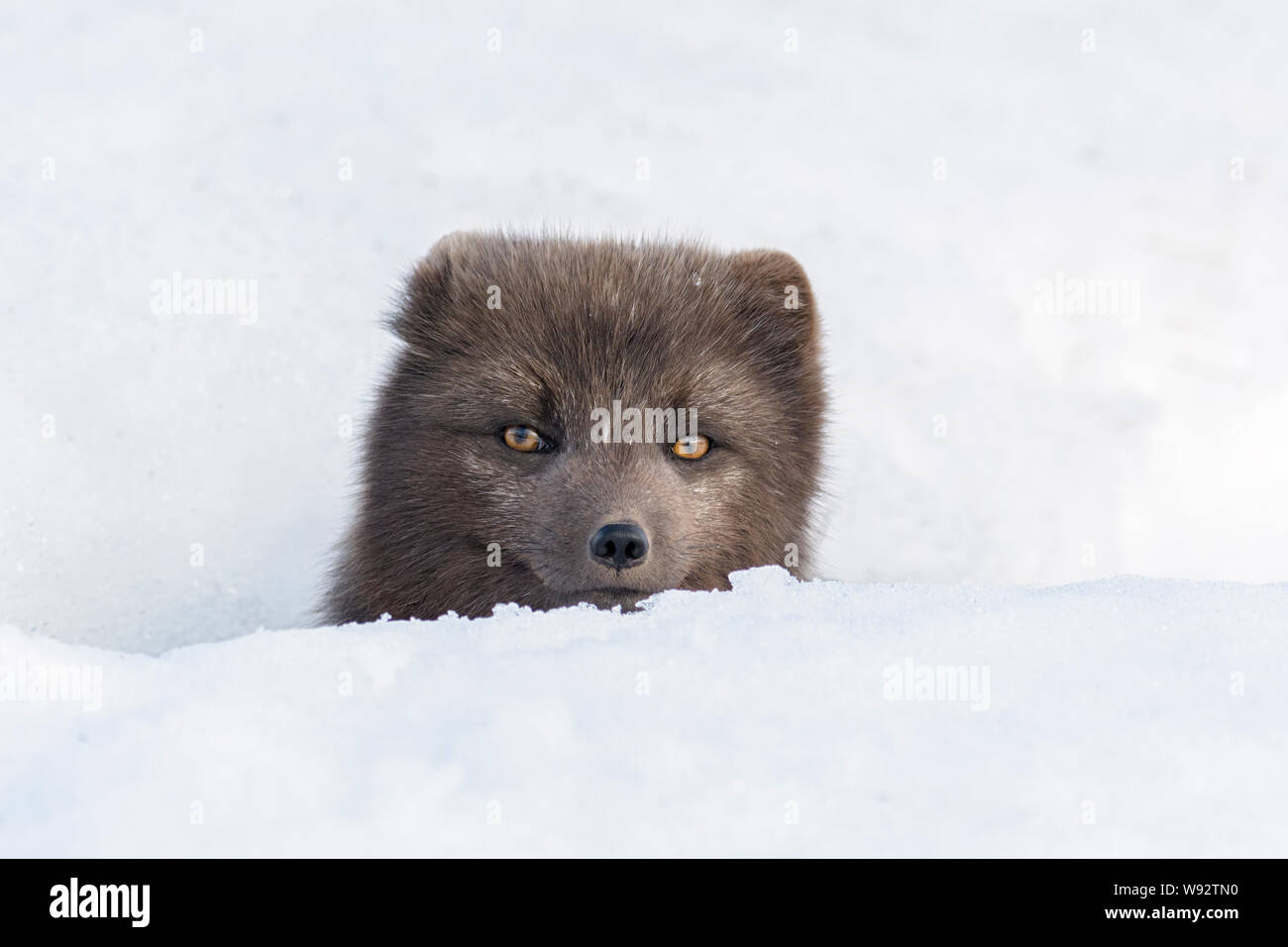 Arctic fox (Vulpes [Alopex] lagopus). Blue colour morph. Hornstrandir ...