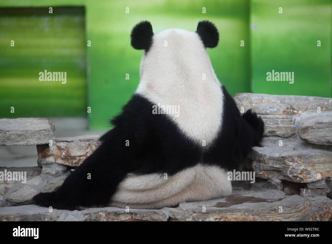 A giant panda sits on a stone stand in an air-conditioned room at the ...