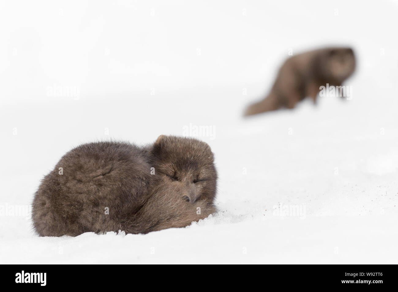 Arctic fox (Vulpes [Alopex] lagopus). Blue colour morph. Hornstrandir ...