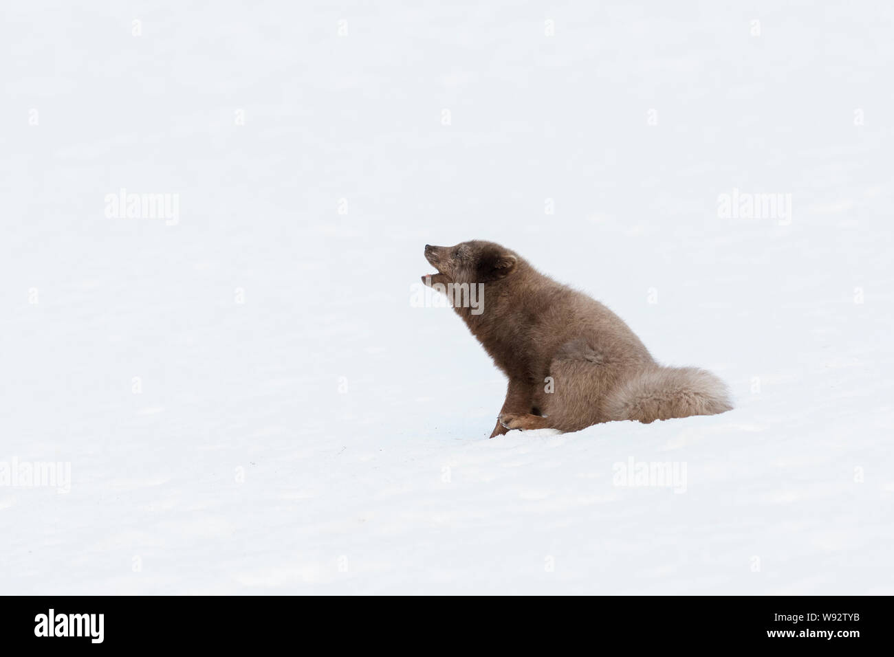 Arctic fox (Vulpes [Alopex] lagopus). Blue colour morph. Hornstrandir ...