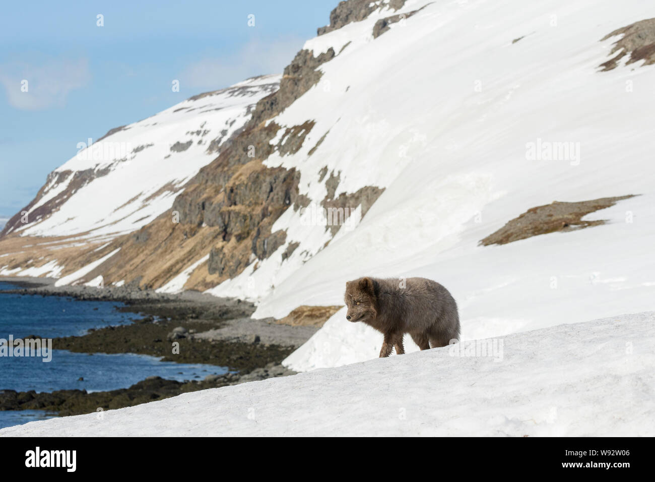 Arctic fox (Vulpes [Alopex] lagopus). Blue colour morph. Hornstrandir ...