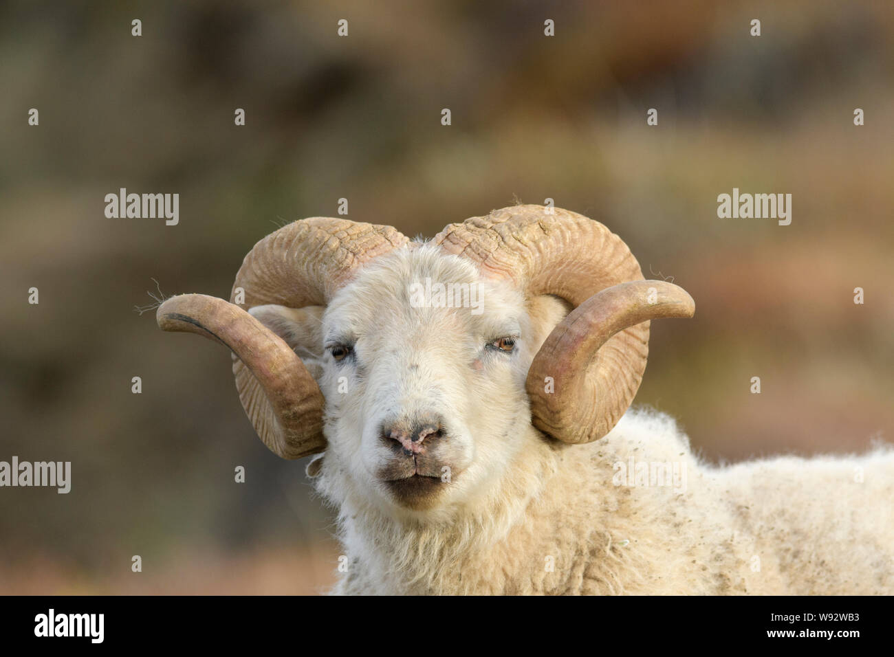 Ram, Northeast Iceland Stock Photo - Alamy