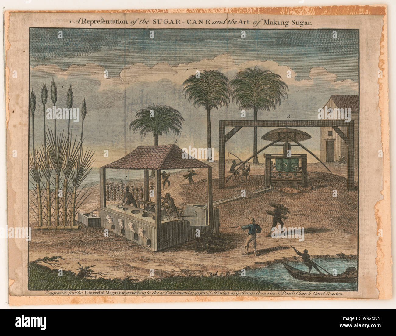 A representation of the sugar-cane and the art of making sugar Abstract ...