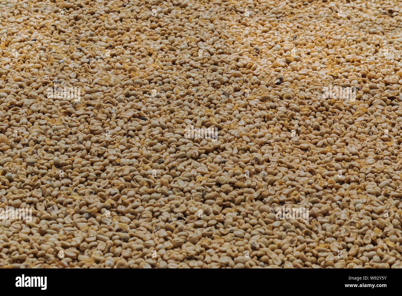 Luwak coffee, unclean coffee beans, Kopi luwak is coffee that includes ...