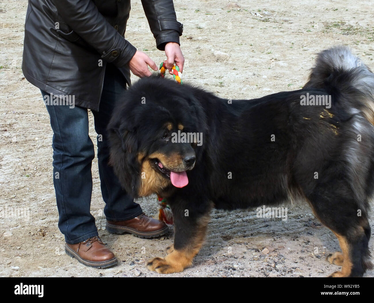 --FILE--A Tibetan mastiff is pictured in Yichang, central Chinas Hunan ...