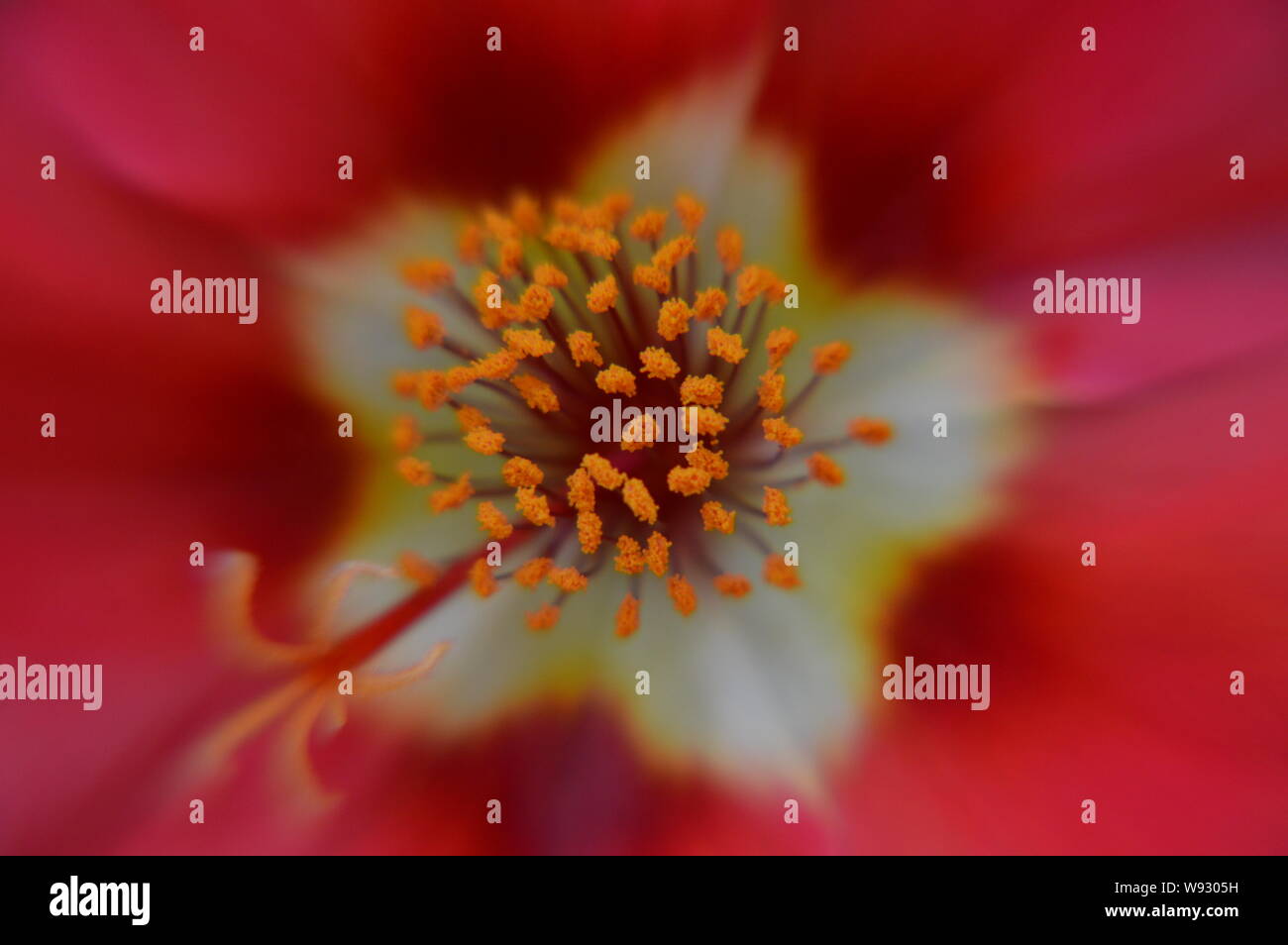 Single macro rose flower plant Stock Photo - Alamy