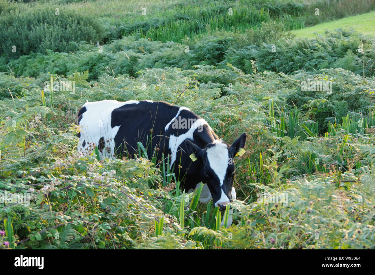Cow, County Kerry Ireland Stock Photo - Alamy