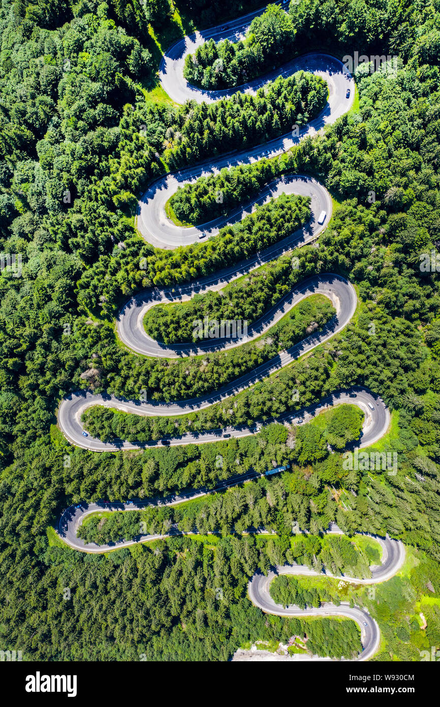 Aerial top view of a winding road in green forest by drone Stock Photo ...