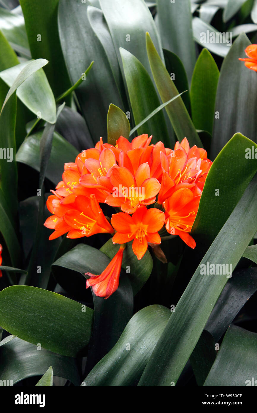 Clivia close up hi-res stock photography and images - Alamy
