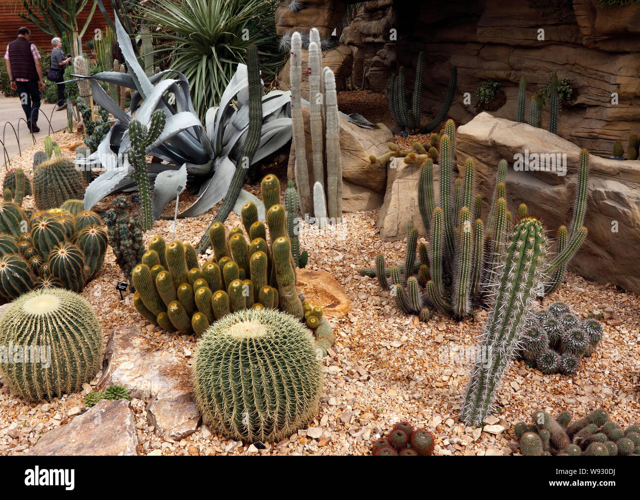 Cacti display cactus hi-res stock photography and images - Alamy