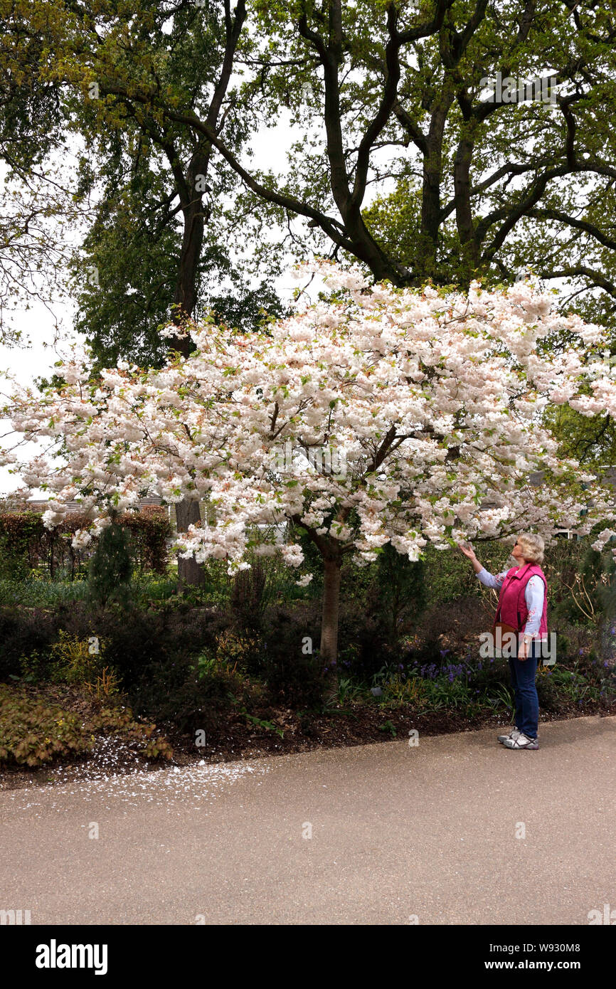 PRUNUS SHOGETSU. ORNAMENTAL CHERRY Stock Photo - Alamy