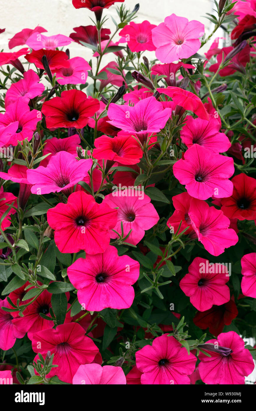 Wave petunias hi-res stock photography and images - Alamy