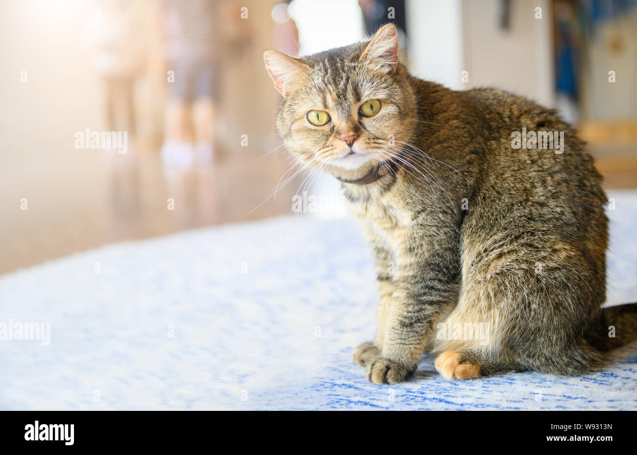 Cute scottish fold cat (short hair species) sitting and look at camera ...