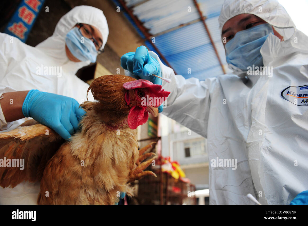 Chinese workers from the local animal epidemic prevention and control ...
