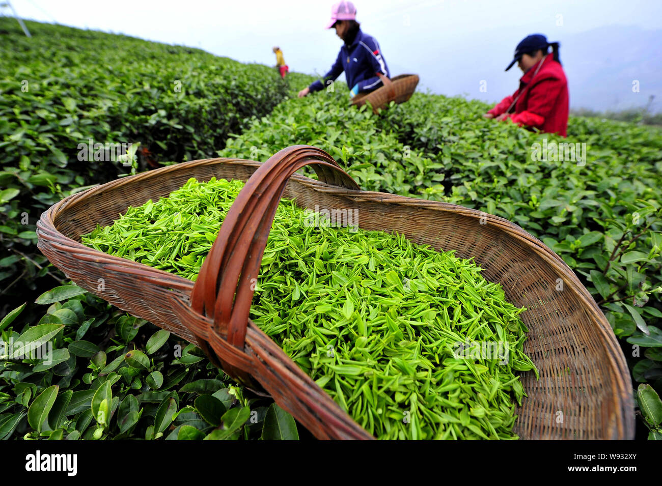 Chinese farmers pick tea leaves at a tea plantation in Luosigou village ...
