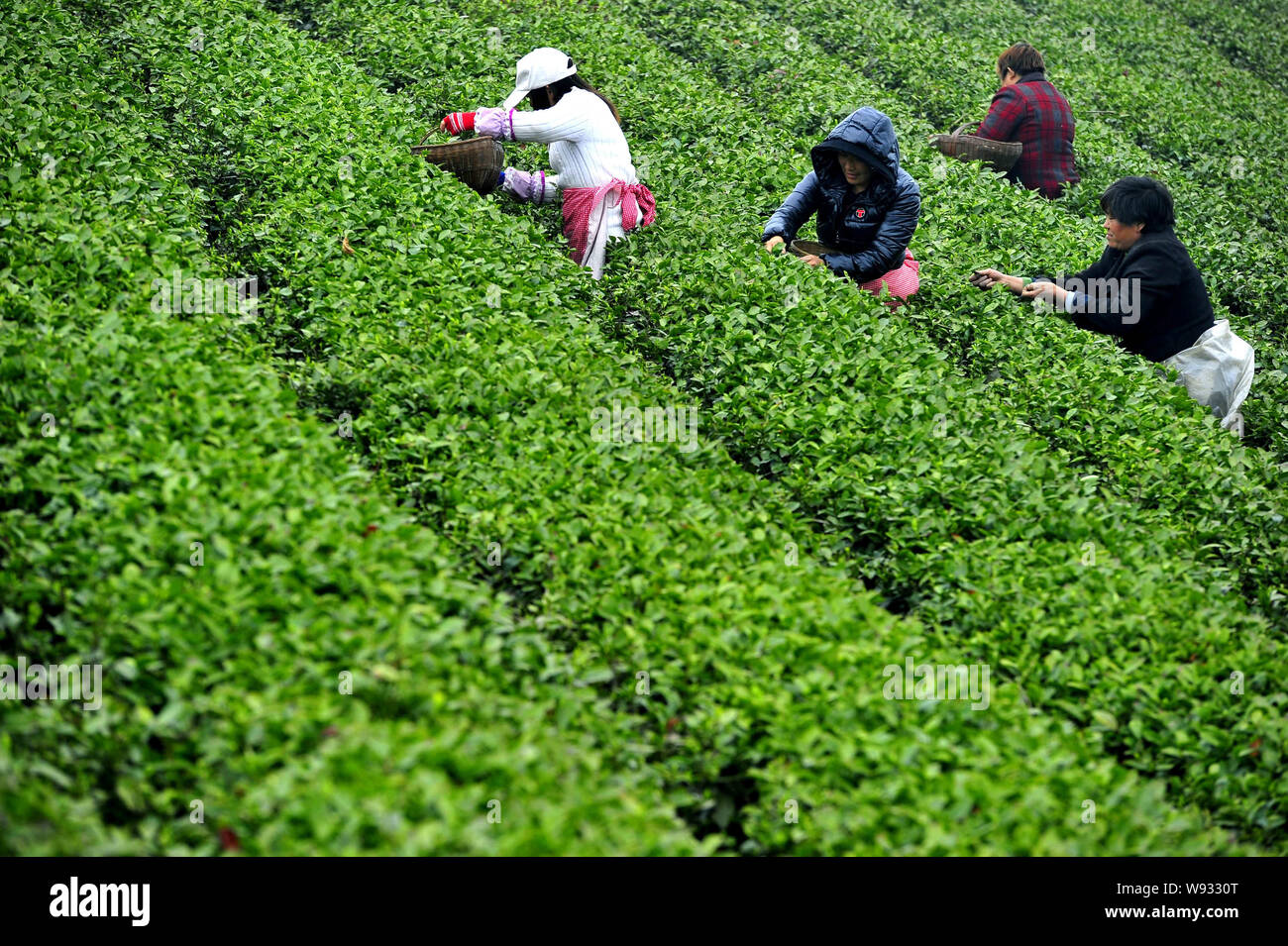 Chinese farmers pick tea leaves at a tea plantation in Luosigou village ...