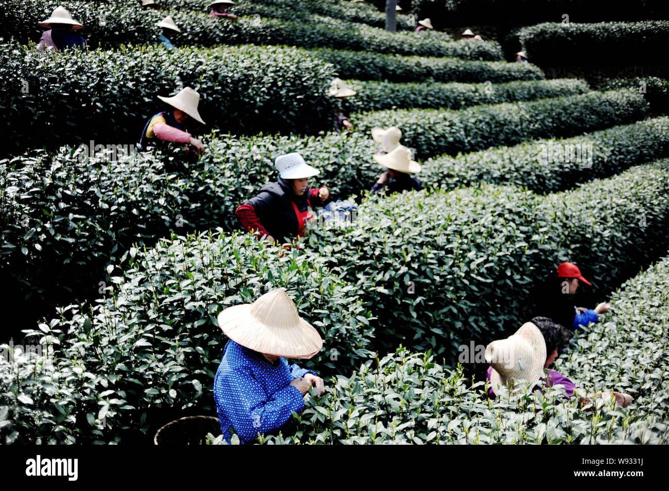 --FILE--Chinese farmers pick Longjing (dragon well) tea leaves at a tea ...
