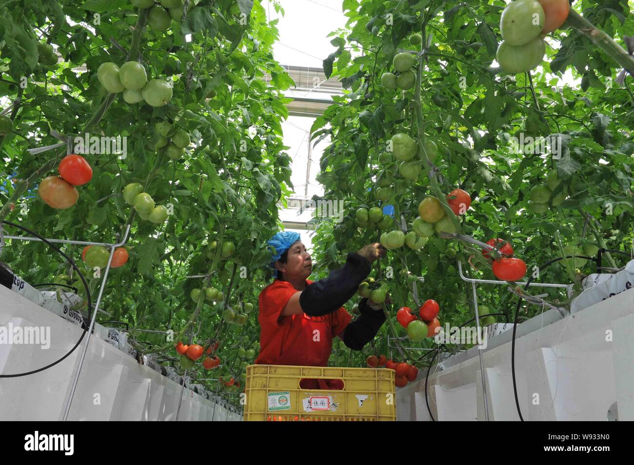 Tomato farming techniques hi-res stock photography and images - Alamy