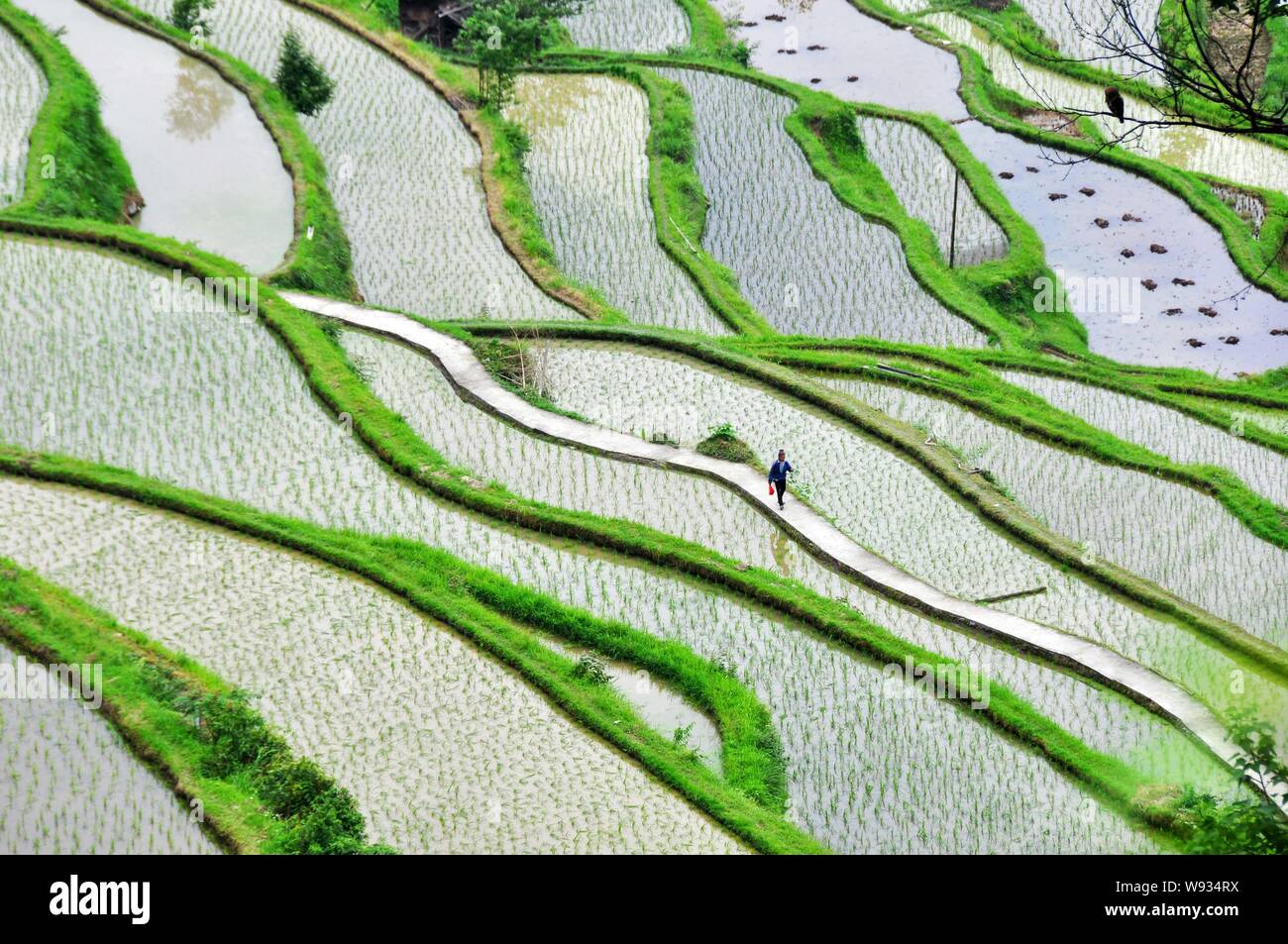 View of terraced rice fields in Jingping county, Qiandong city ...