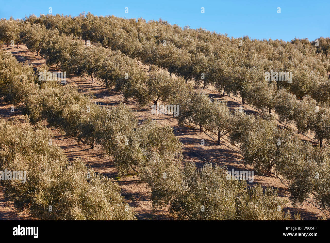 Olive tree fields in Andalusia. Spanish agricultural harvest landscape ...