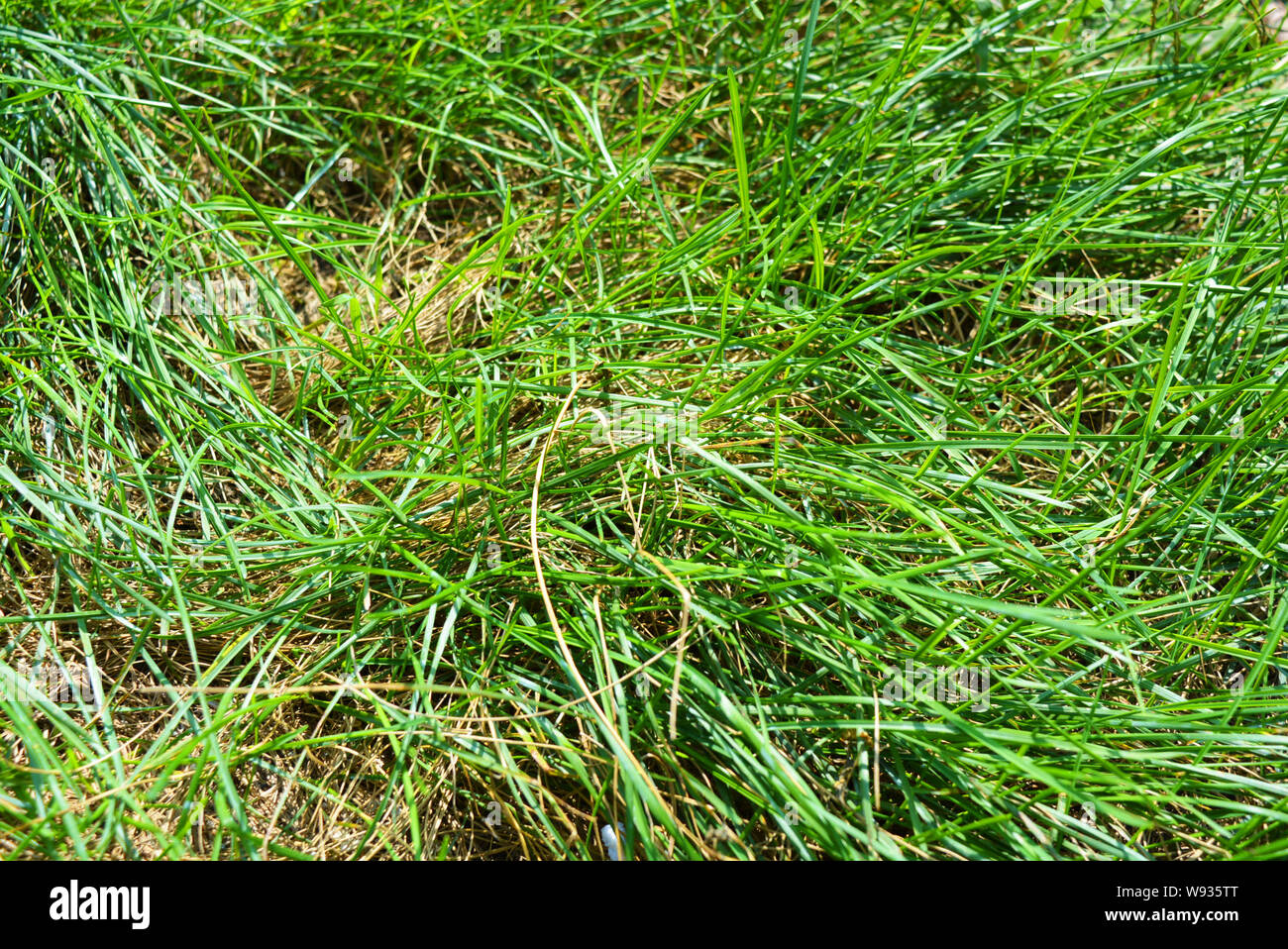 Juicy grass hi-res stock photography and images - Alamy