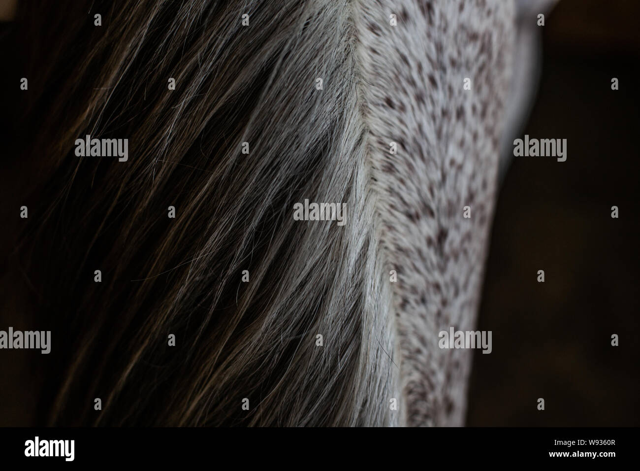 Gelding horse hi-res stock photography and images - Alamy