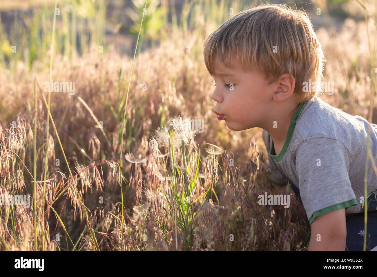 Preschool age boy blowing seeds off wishing flower in field Stock Photo ...