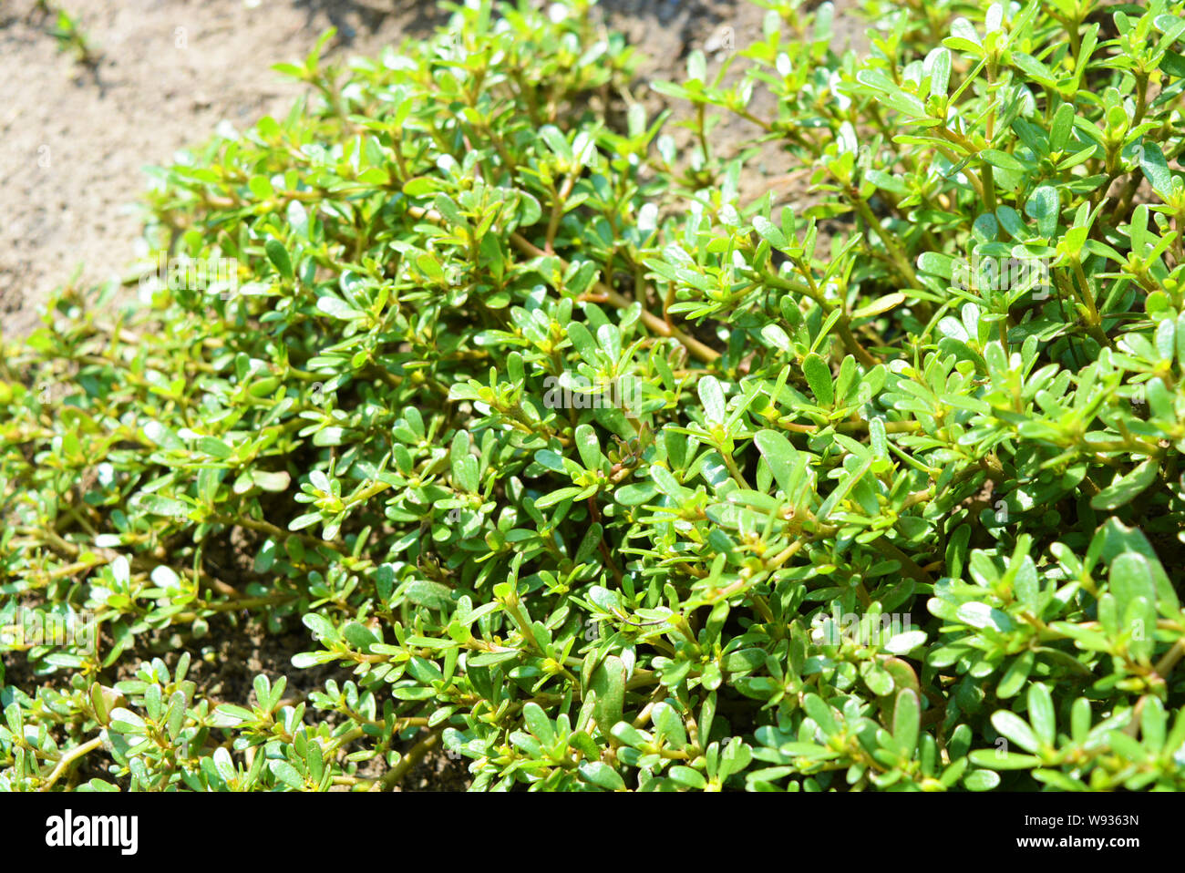Ukrainian plants hi-res stock photography and images - Alamy