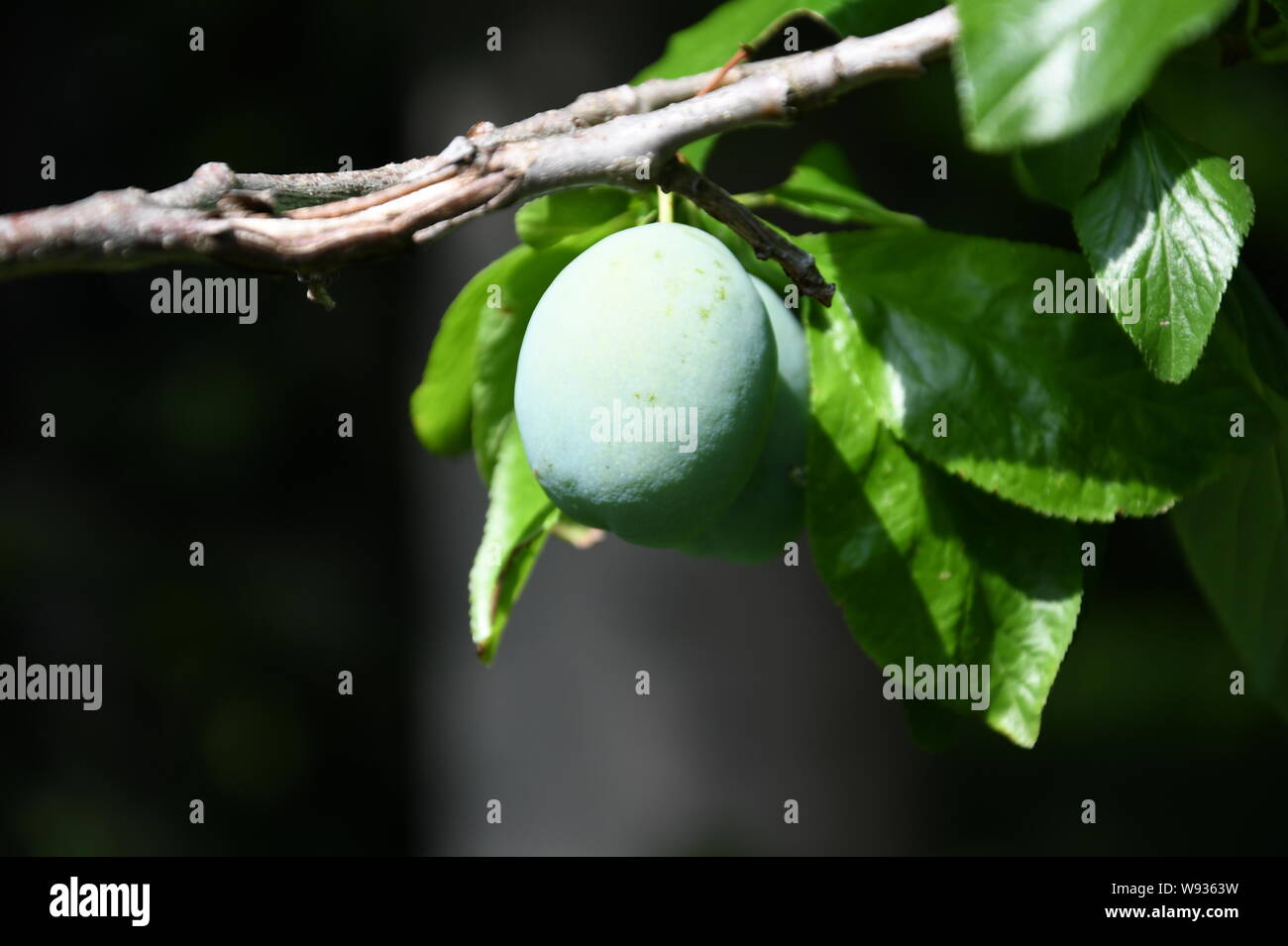 Premature plum hi-res stock photography and images - Alamy