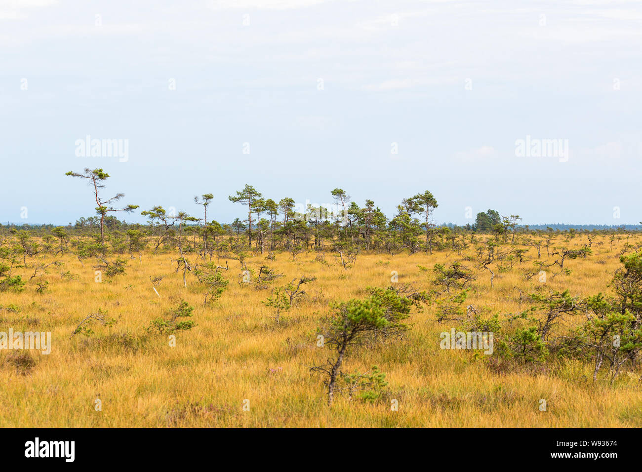 Moor landscape with pine trees Stock Photo - Alamy