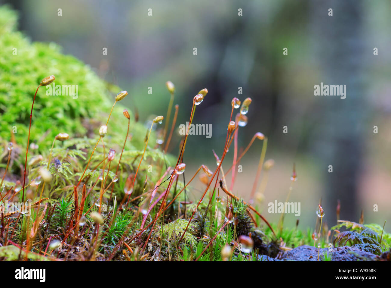 Moss and dew hi-res stock photography and images - Alamy