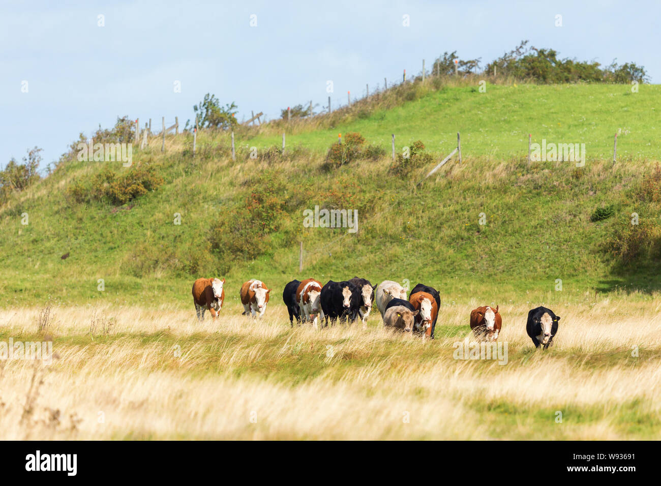 Cows flock hi-res stock photography and images - Alamy