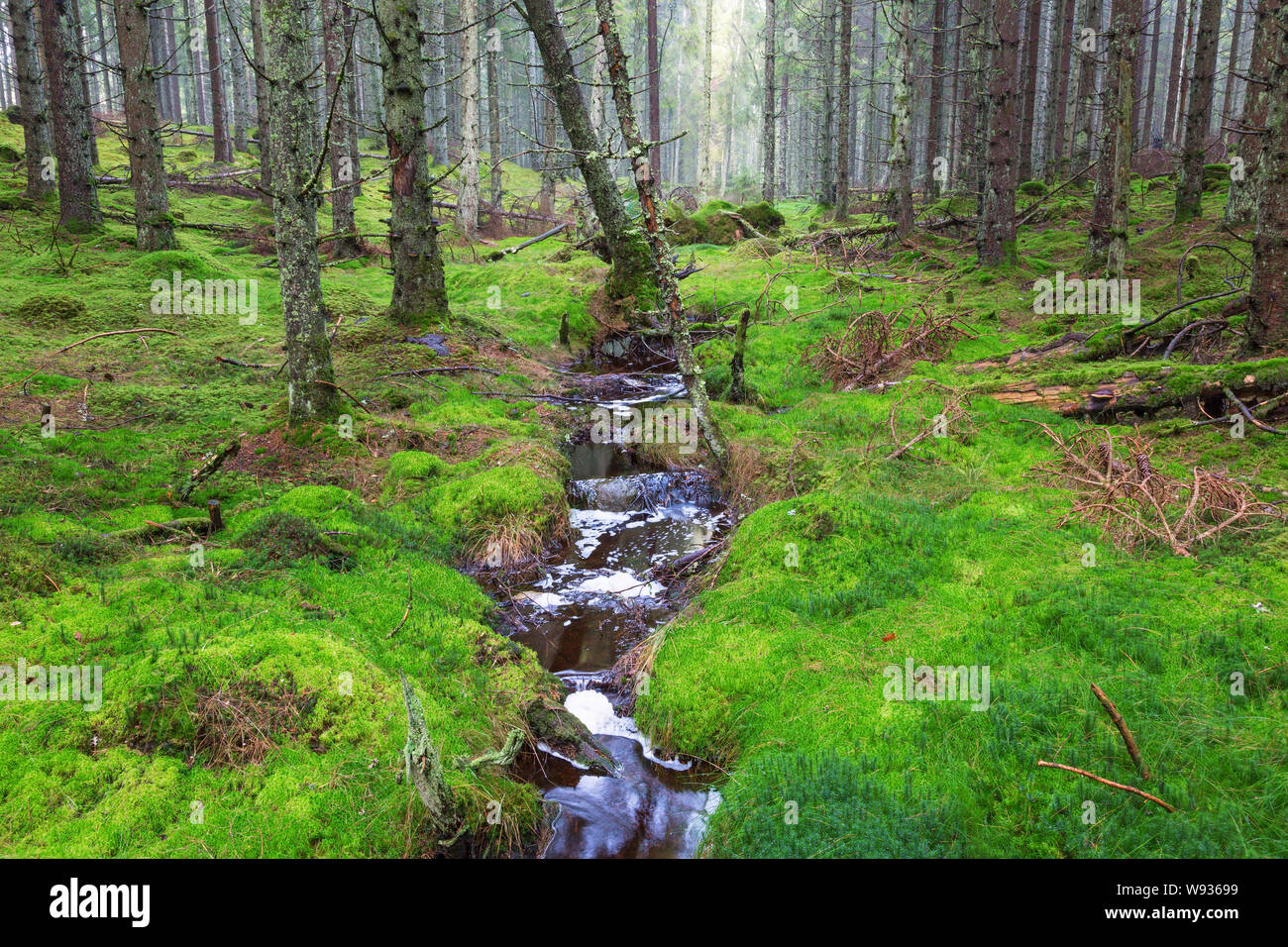 Forest landscape with a creek Stock Photo - Alamy
