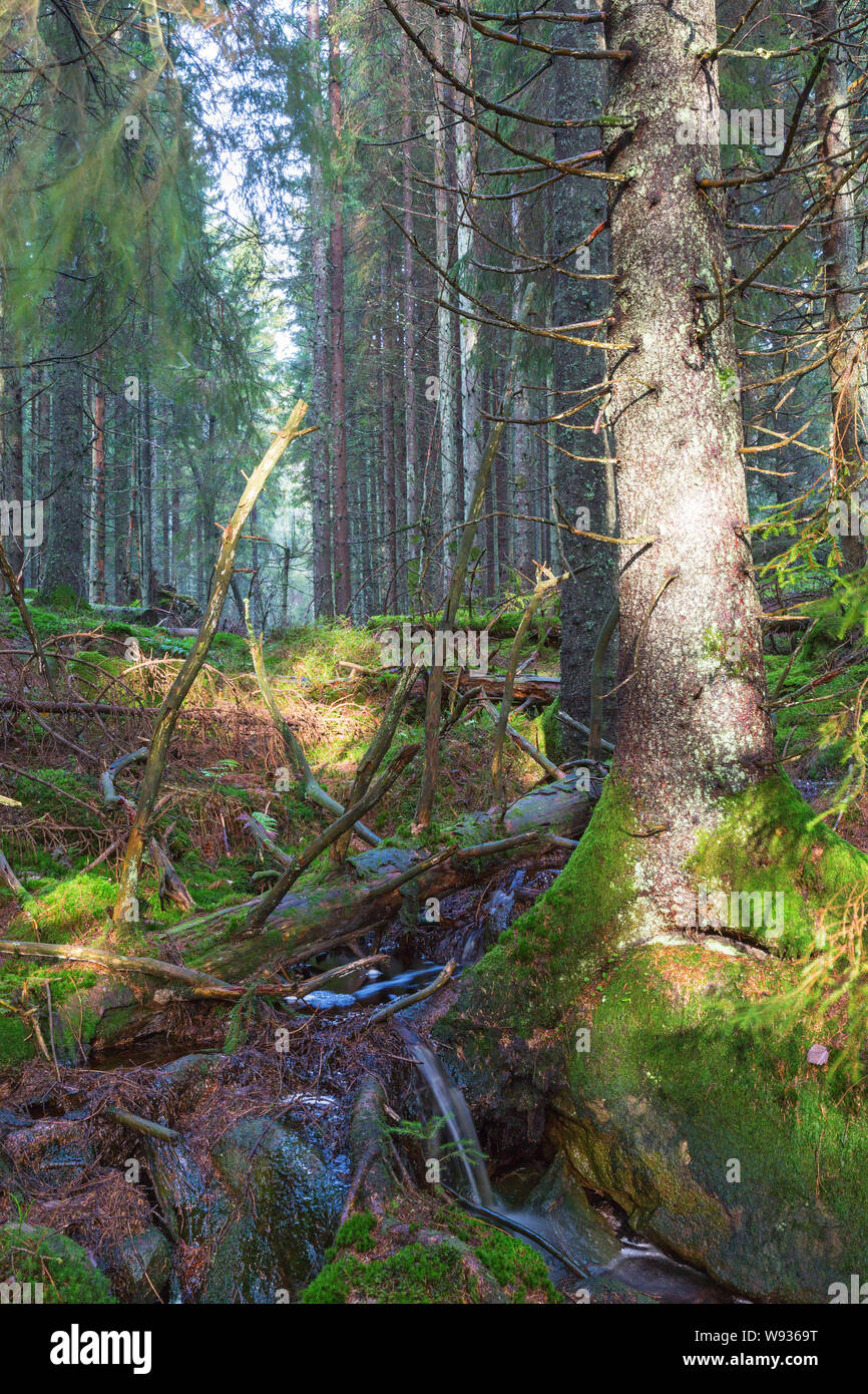 Old coniferous forest hi-res stock photography and images - Alamy
