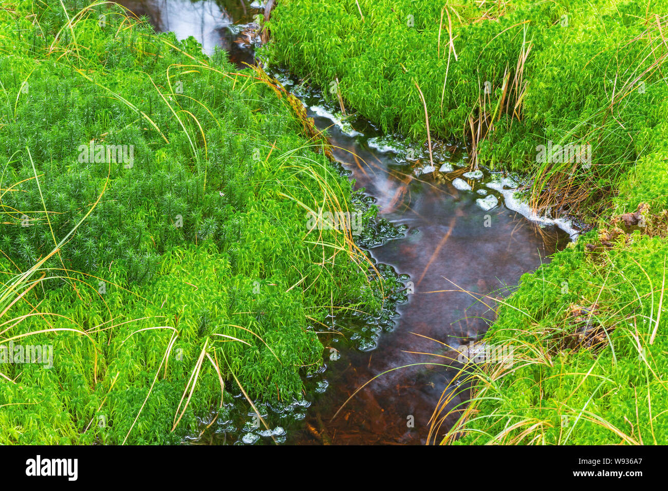 Creek with mosses hi-res stock photography and images - Alamy