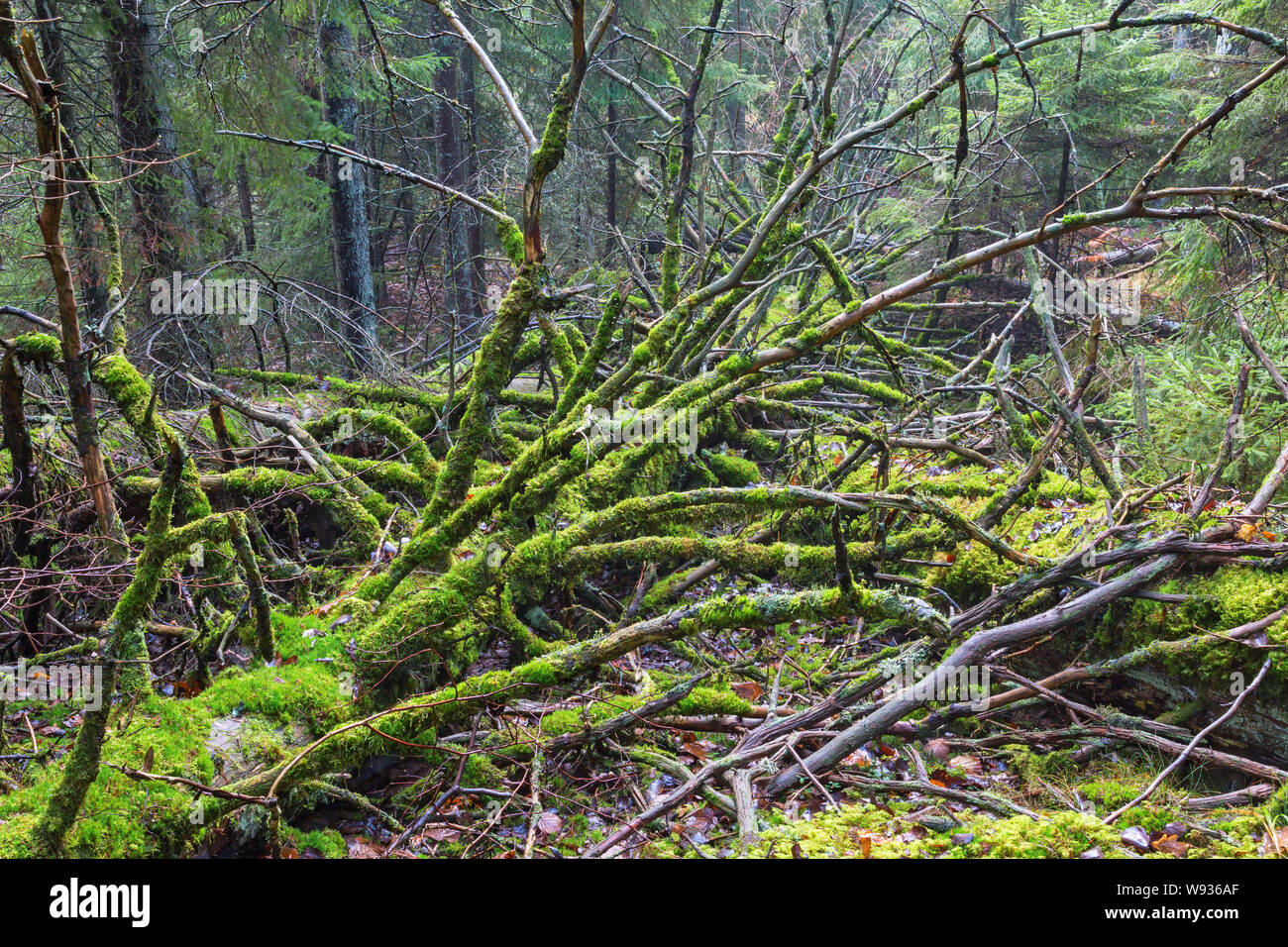 Dead tree lying down in the forest with moss on the branches Stock ...