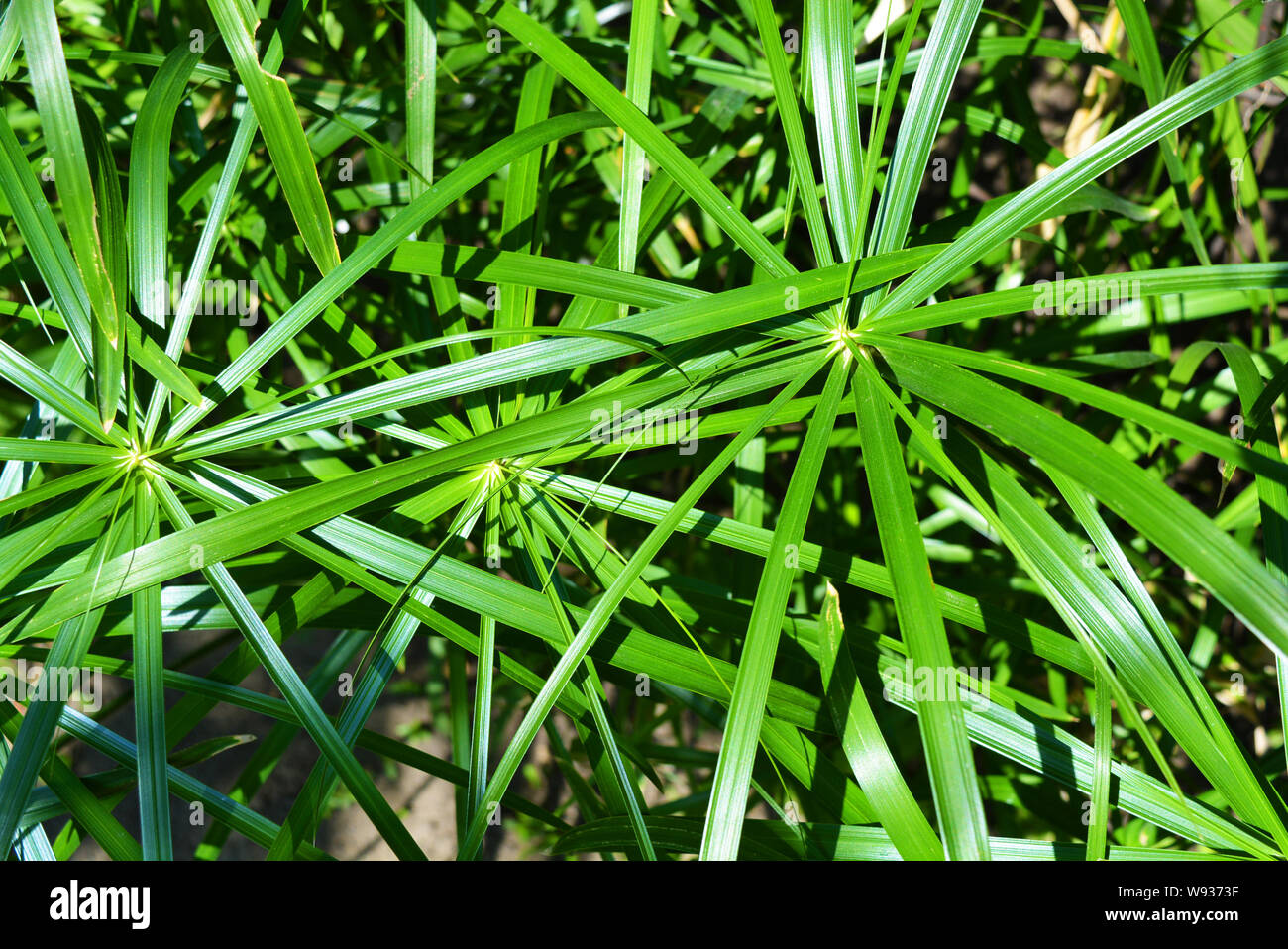 Green leaves of home cyperus flower, crossed by a network of linear ...
