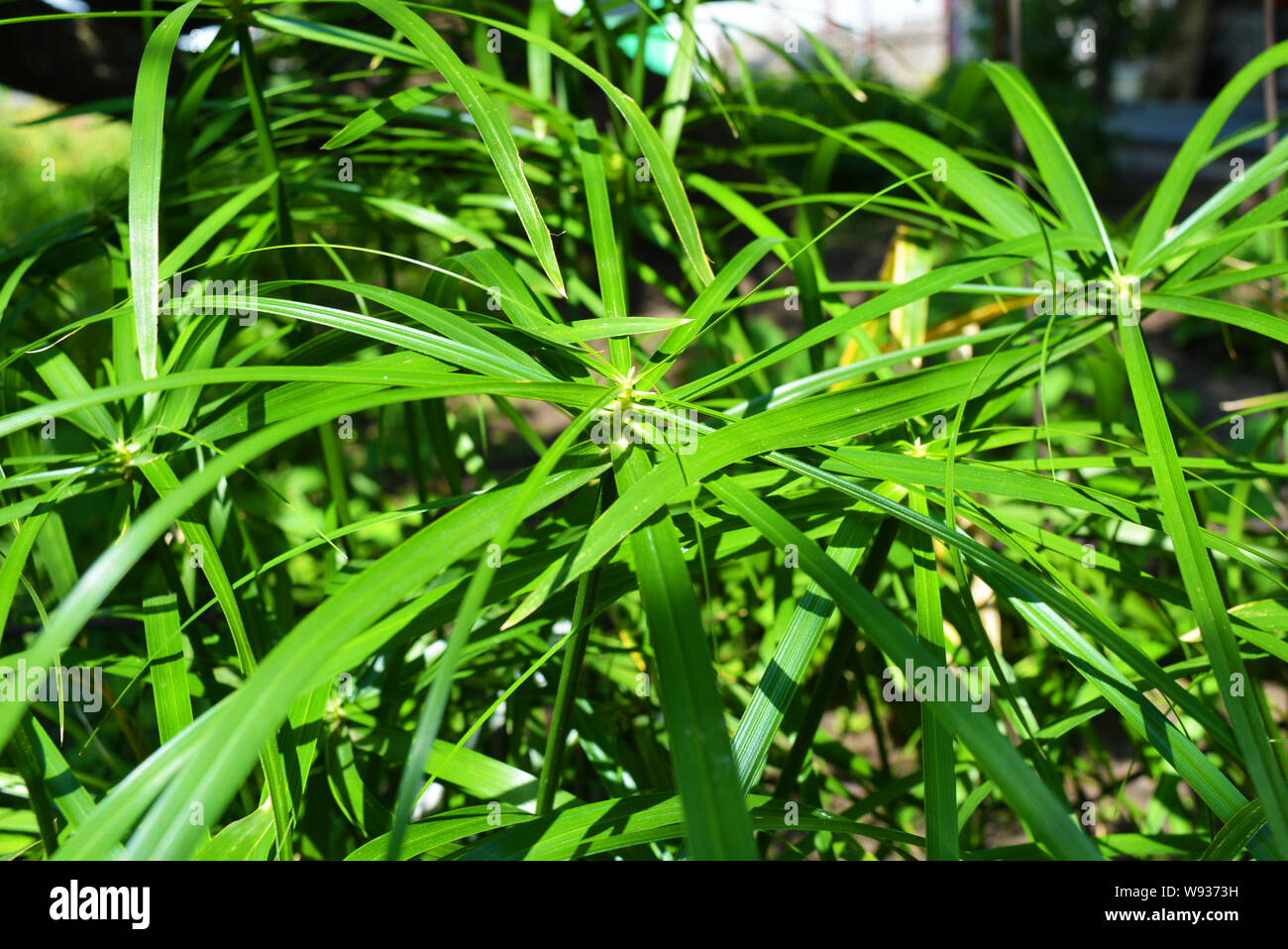 Green leaves of home cyperus flower, crossed by a network of linear ...