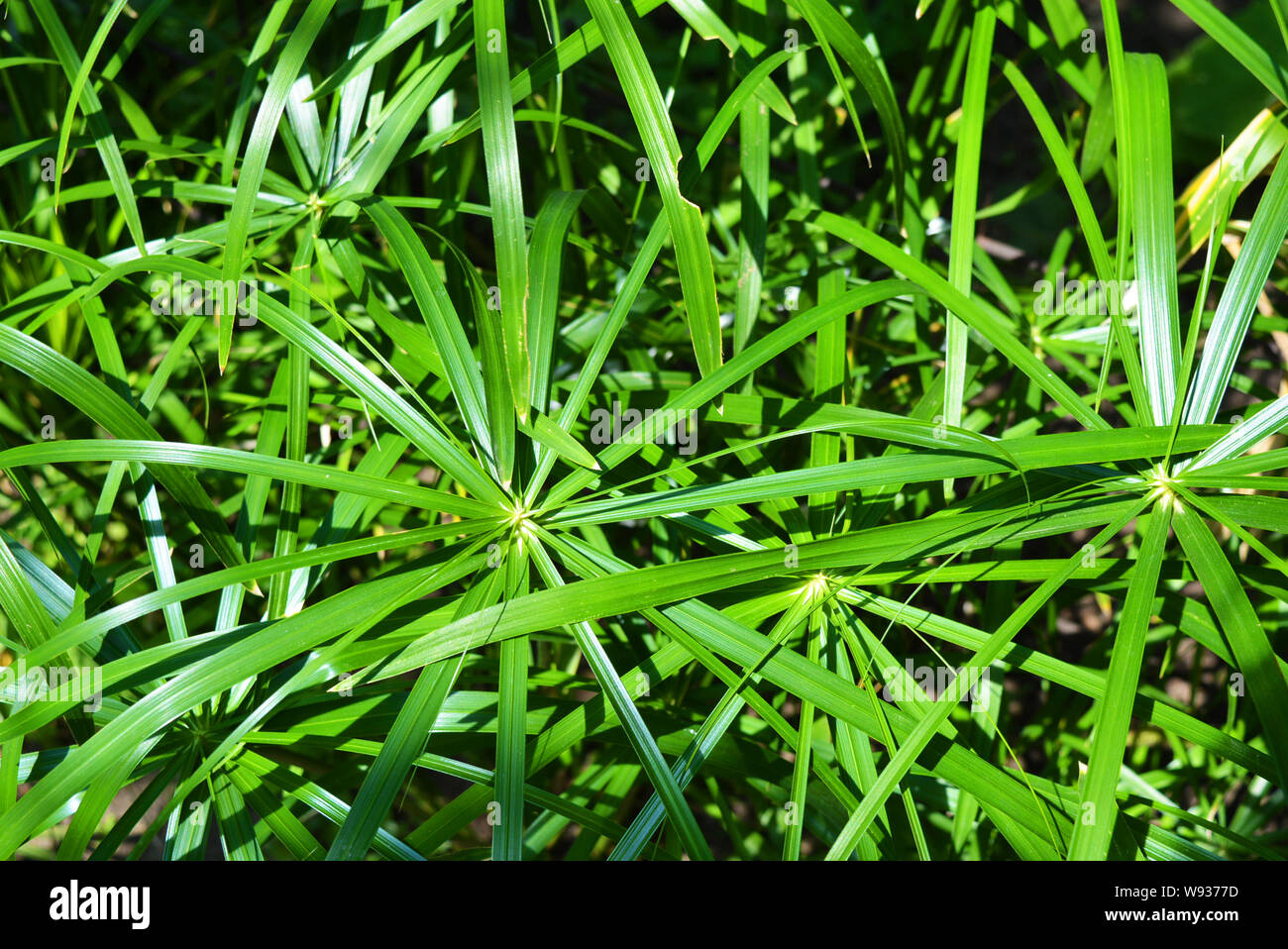 Green leaves of home cyperus flower, crossed by a network of linear ...