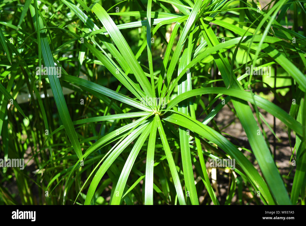 Green leaves of home cyperus flower, crossed by a network of linear ...