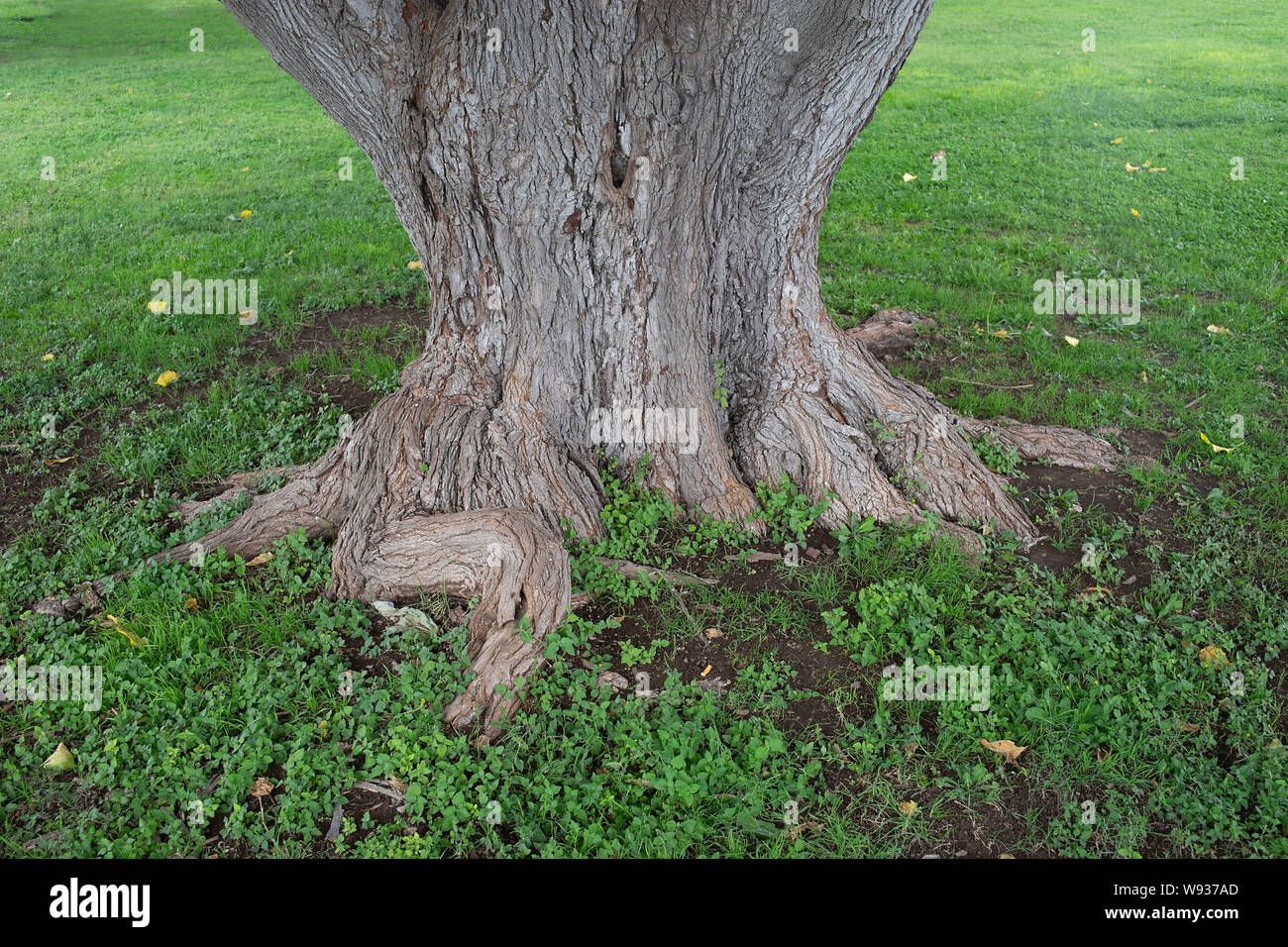 Square trunk tree hi-res stock photography and images - Alamy